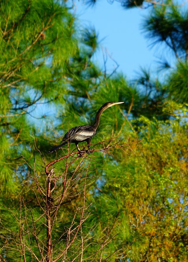 Anhinga bird stock image. Image of island, bird, aquatic - 140932717