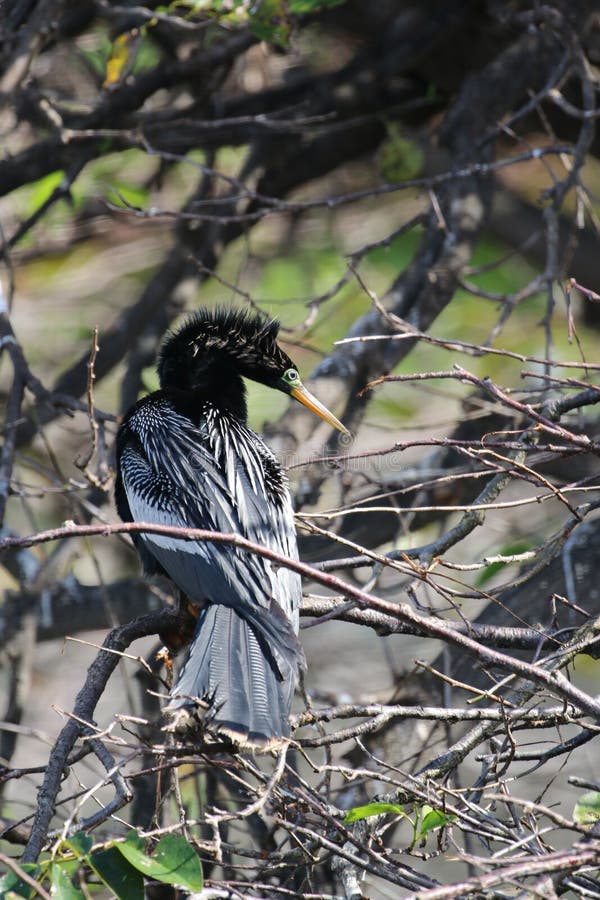 An Anhinga Bird in the Wild Stock Photo - Image of snakebird, beak ...