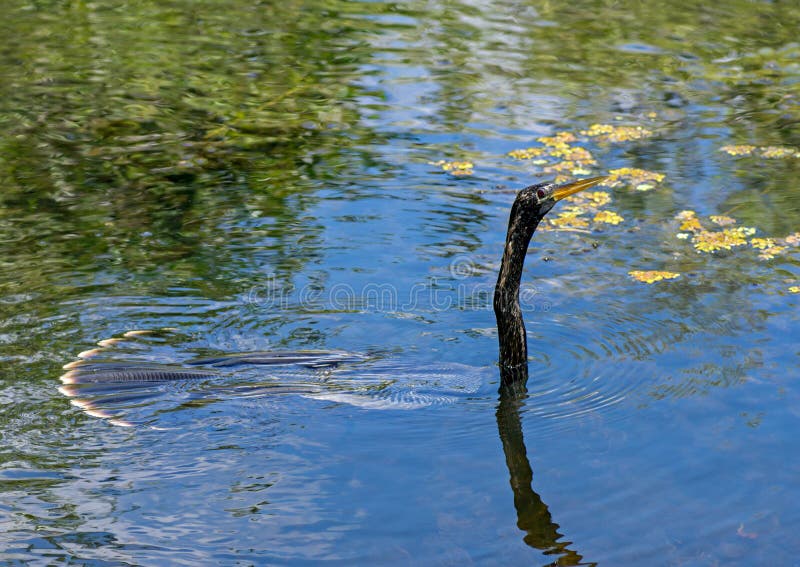 Anhinga Bird stock photo. Image of ornithology, wildlife - 34451052