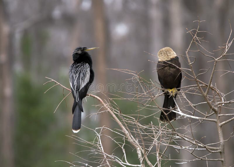 Anhinga, Darter Bird Okefenokee National Wildlife Refuge Stock Photo ... Anhinga, Darter Bird Okefenokee National Wildlife Refuge Stock Photo ...