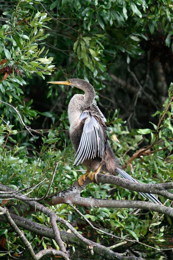 Anhinga drying on branch stock photo. Image of bath, fishing - 61626022