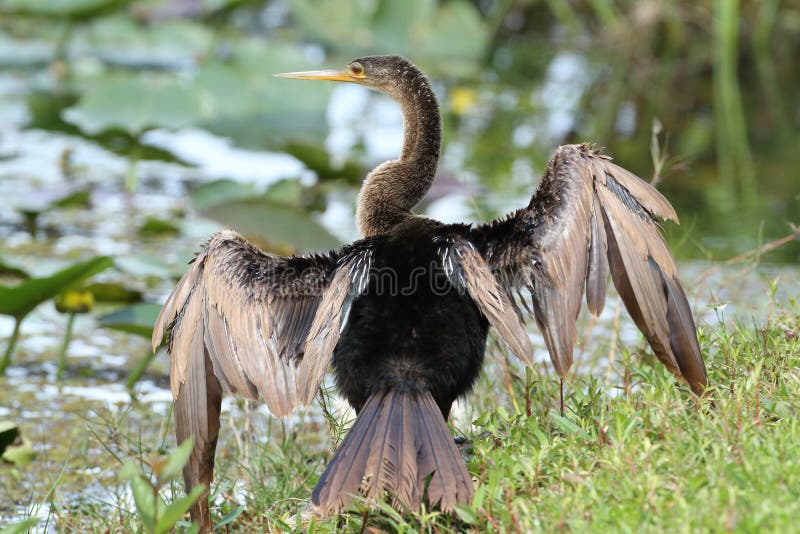 Anhinga Drying its Wings stock image. Image of swim, beak - 29393493