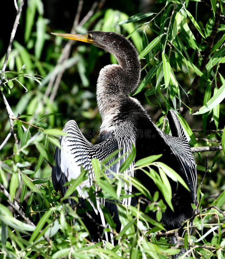 Anhinga feathers stock image. Image of animal, animals - 1236773