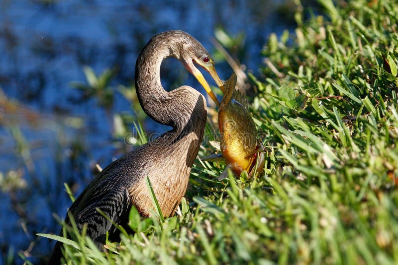 Anhinga eating fish stock image. Image of animal, darter - 50446681