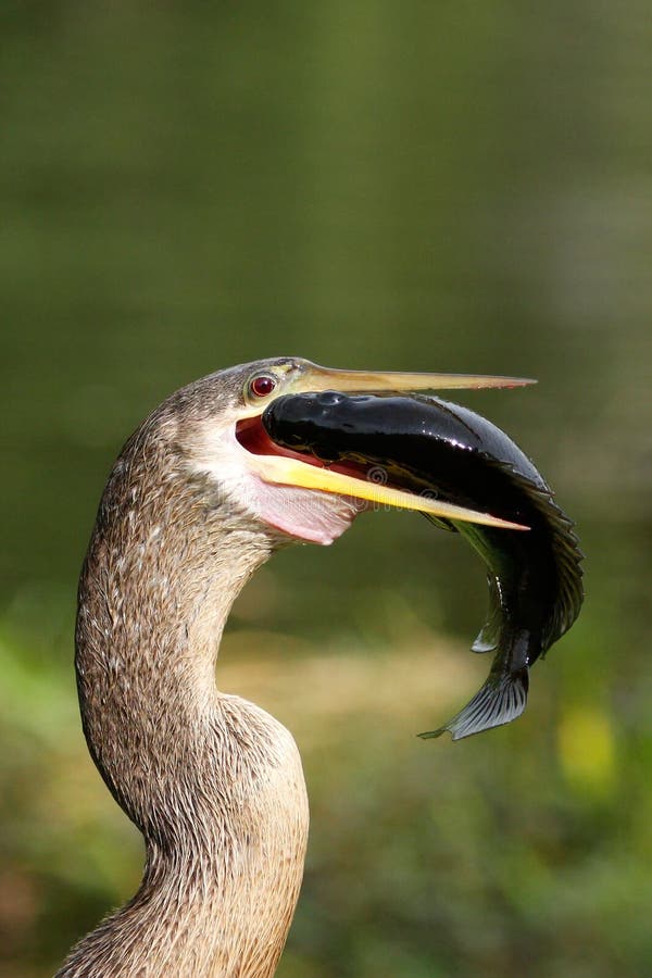 Anhinga eating fish stock image. Image of animal, anhinga - 52266895