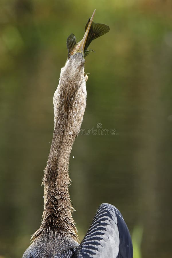 Anhinga eating fish stock photo. Image of neck, nature - 66845320