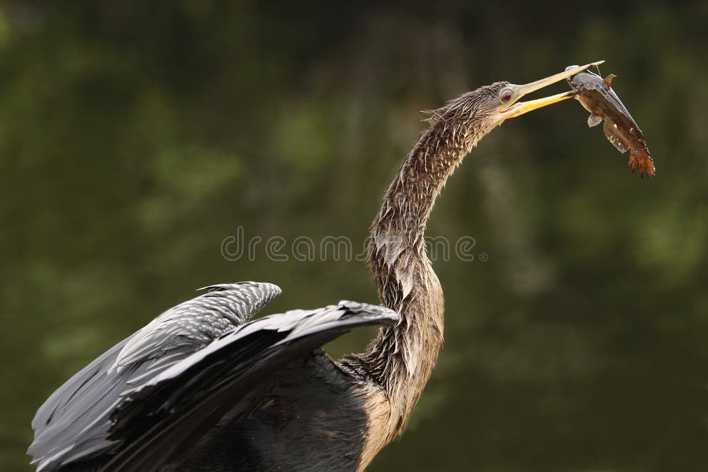 Anhinga eating fish stock photo. Image of darter, venice - 66845488