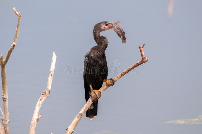 Anhinga eating a fish stock photo. Image of waterfowl - 148715864