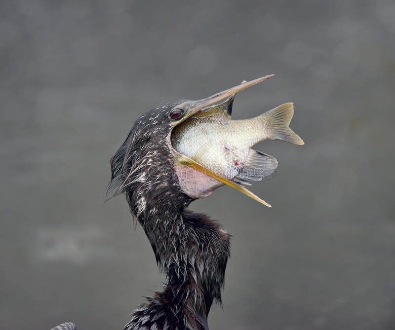 Anhinga with a Fish stock image. Image of animal, beak - 117508849