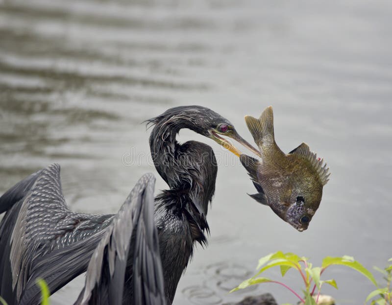 Anhinga with a Fish stock image. Image of outdoors, waterfowl - 117508821