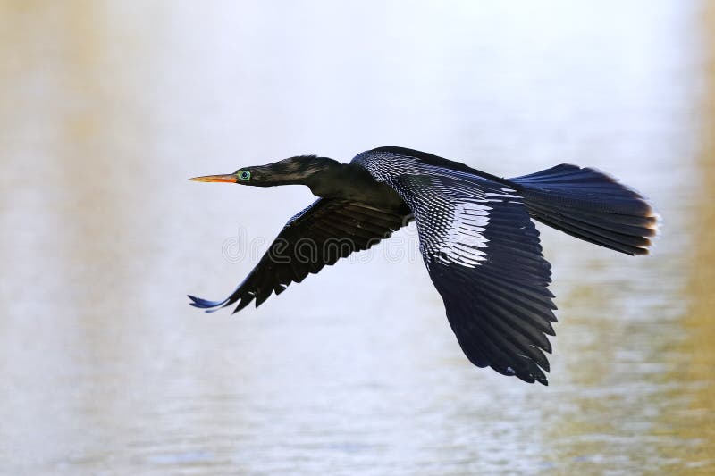 Anhinga in Flight stock image. Image of fauna, swamp - 12799851