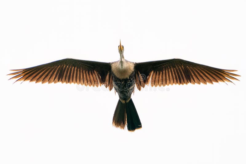 Anhinga in Flight stock image. Image of feathers, anhinga - 262281069