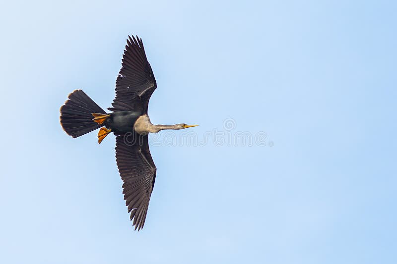 Anhinga in Flight, High in the Sky Stock Image - Image of feathered ...