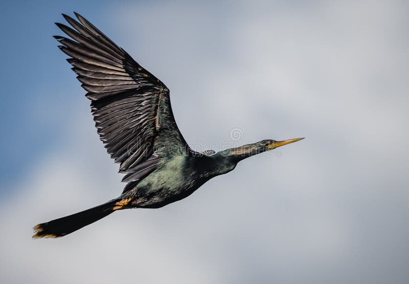 Anhinga in Flight stock image. Image of fauna, swamp - 12799851