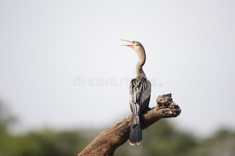 Anhinga Perched on a Tree Branch with an Open Beak Stock Image - Image ...