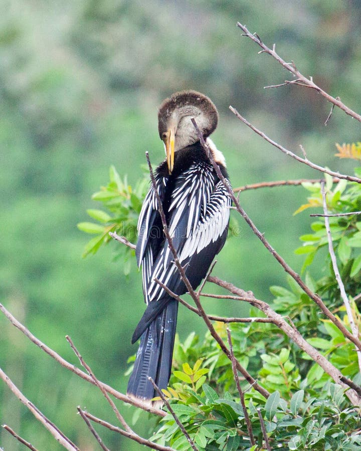 Anhinga with Plumage Displayed Pose Stock Photo - Image of majesty ...