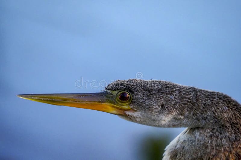 Profile of an Anhinga stock photo. Image of profile - 206155566
