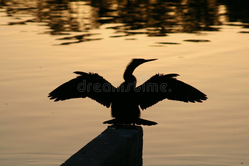 Anhinga Silhouette Picture. Image: 4506209