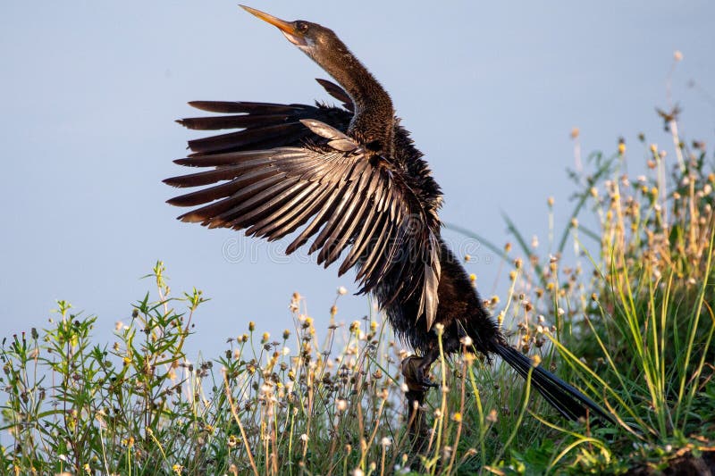 Anhinga with Spread Wings Ready To Fly Stock Image - Image of fauna ...