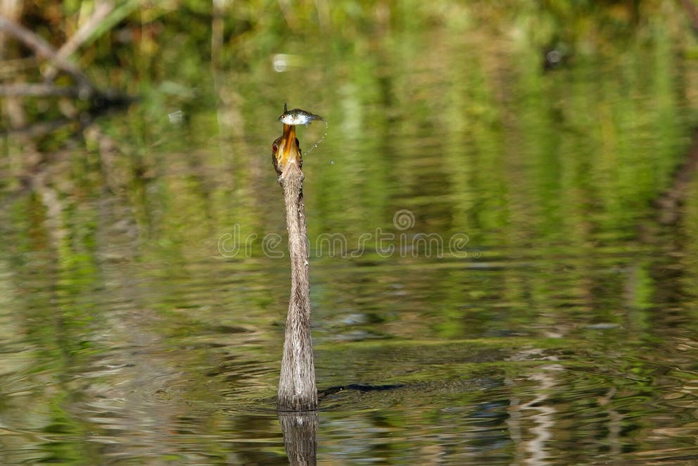 Anhinga swimming stock photo. Image of wetland, wading - 51210280