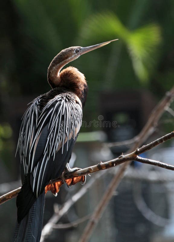 Anhinga stock image. Image of posing, claws, diver, backlight - 35083947