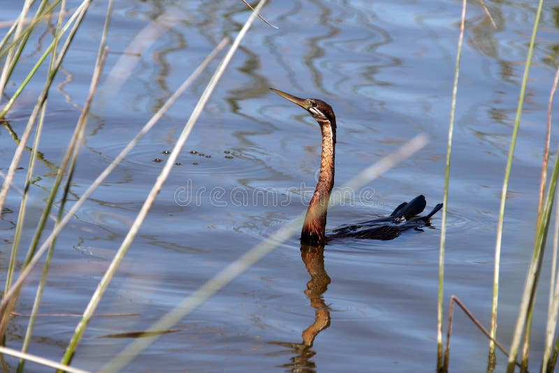 Anhinga, Waterfowl from Afrika, Stock Image - Image of birdwatching ...