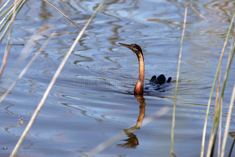 Anhinga Waterfowl from South Afrika Stock Photo - Image of anhinga ...