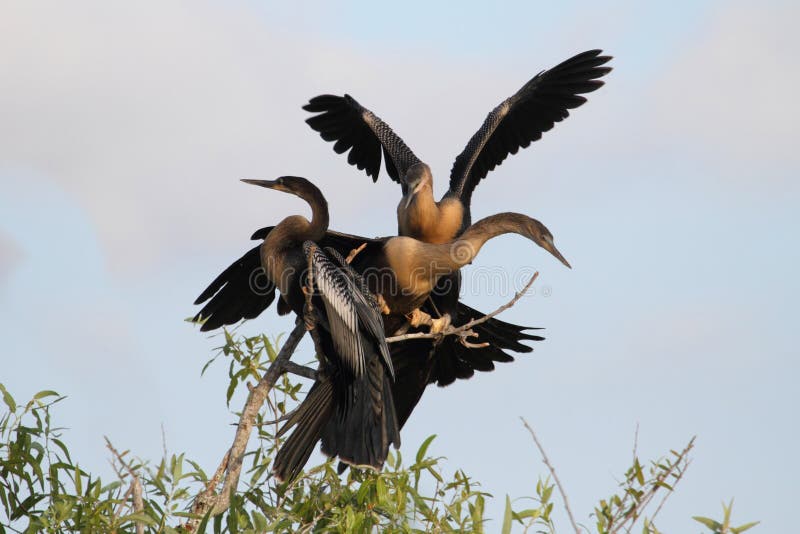 Anhingas on a Perch stock image. Image of florida, wing - 42860021