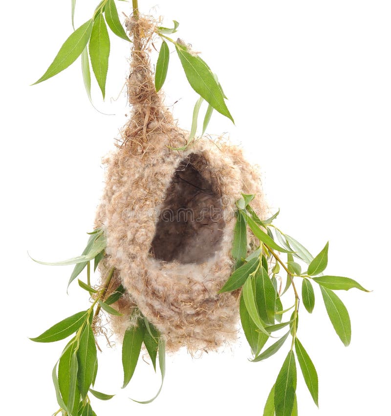 Anidar en una rama imagen de archivo. Imagen de nuevo - 251766765
