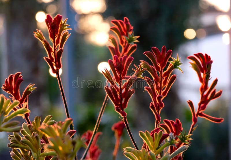 Anigozanthos Big Red or Red Kangaroo Paw Stock Photo - Image of plant ...