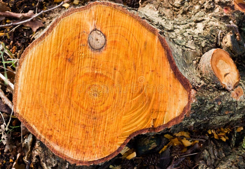 Anillos De árbol En Aliso Negro Imagen de archivo - Imagen de tronco ...