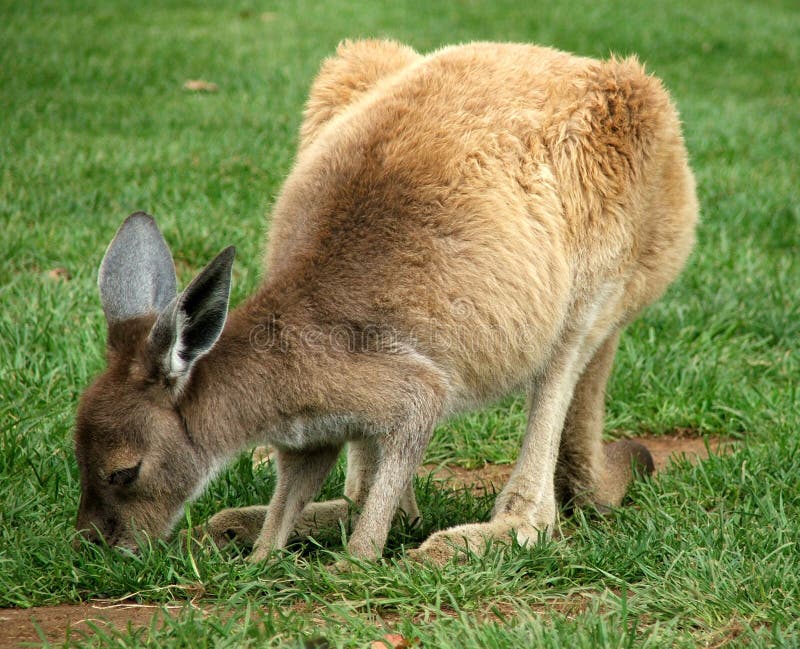 Animal - canguru imagem de stock. Imagem de batida, naturalness - 189965