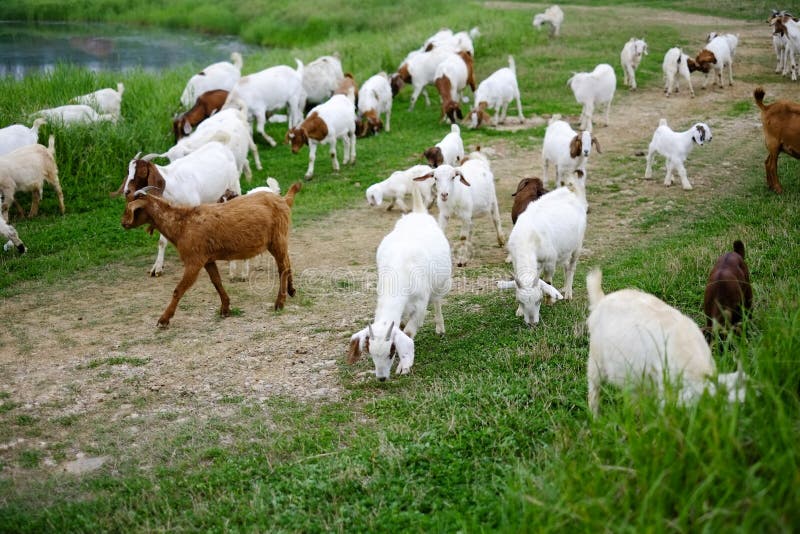 Animais: pastando rebanhos imagem de stock. Imagem de rebanho - 97973109