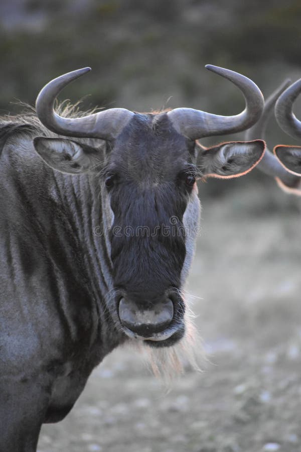 Animais Selvagens No Por Do Sol Foto de Stock - Imagem de jogo ...