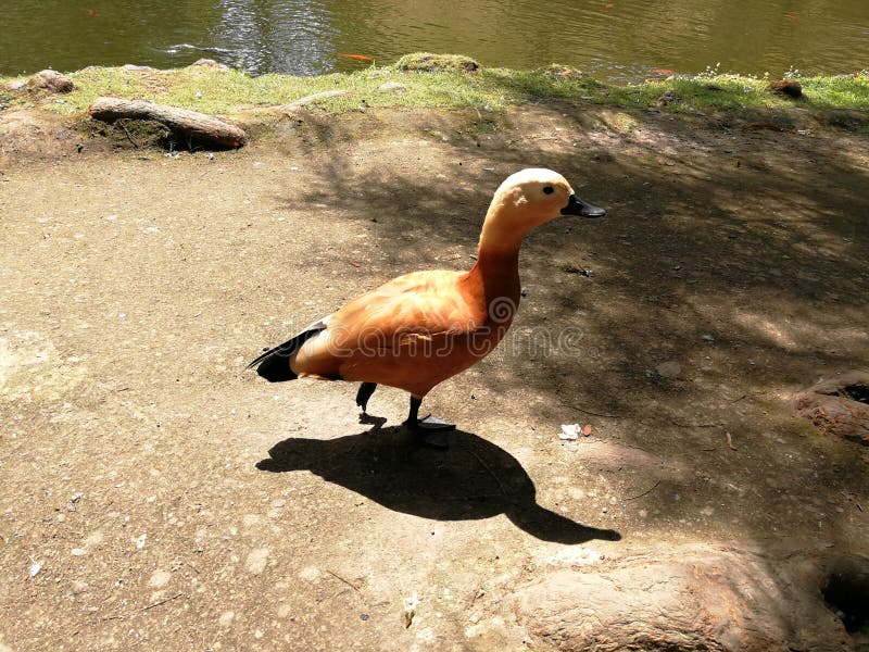 Animal image stock. Image du gentil, animal, animaux - 125403133