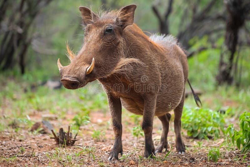 Shallow Focus of a Common Warthog Looking Aside in a Game Reserve Stock ...