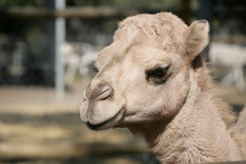 Animal stock photo. Image of outside, looking, animal - 2516780