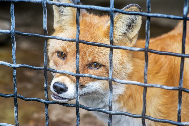 Animal Abuse. the Fox is Locked in a Cage in Poor Conditions. Fox in ...