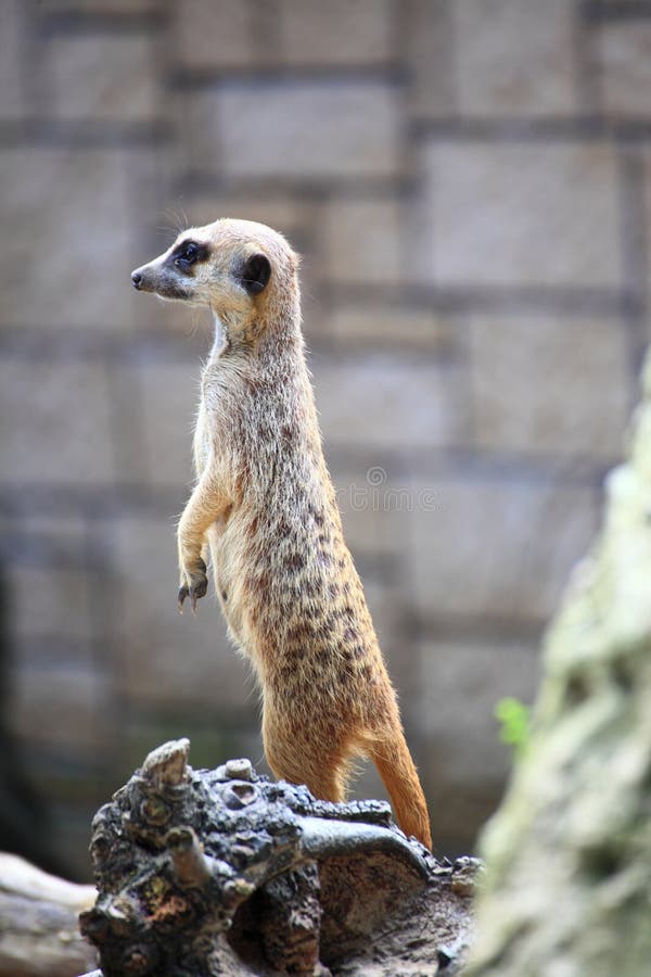 Animal Alert Meerkat Standing On Guard Stock Photo - Image of kalahari ...