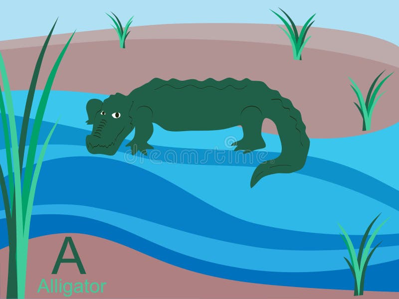 Animal Alphabet Flash Card, a for Alligator Stock Vector - Illustration ...