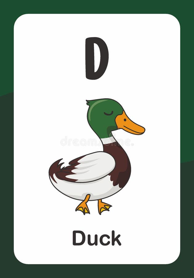 Animal Alphabet Flash Card - D for Duck Stock Vector - Illustration of ...