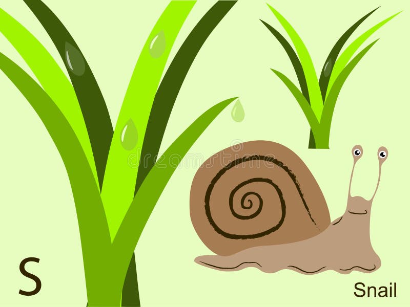 Animal Alphabet Flash Card, S for Snail Stock Vector - Illustration of ...