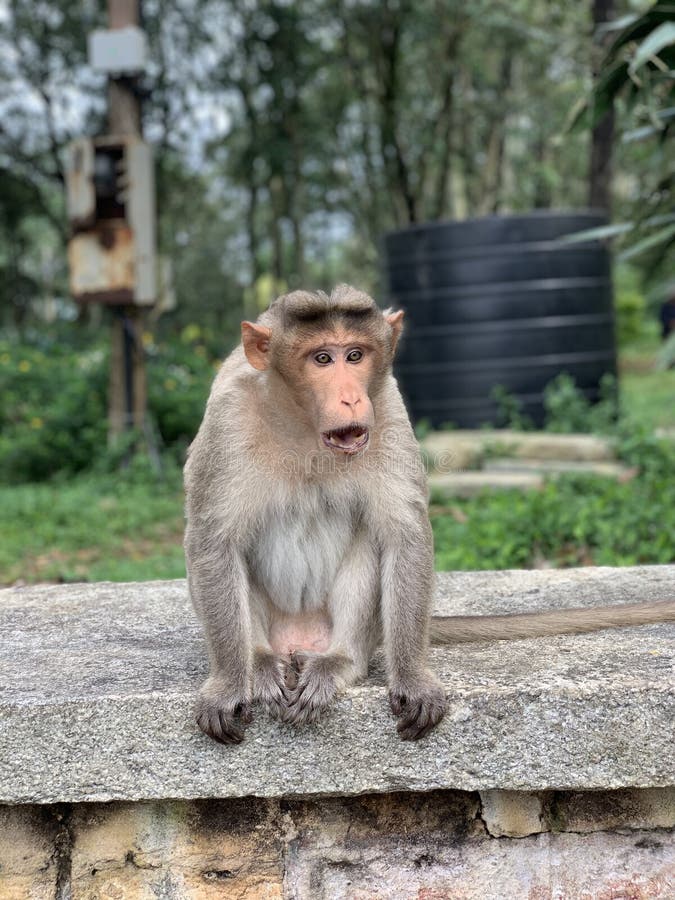 Angry Monkey Standing on the Wall Stock Image - Image of angry, monkey ...