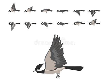 Bird Chickadee Flying Animation Sequence Cartoon Vector Stock Vector ...