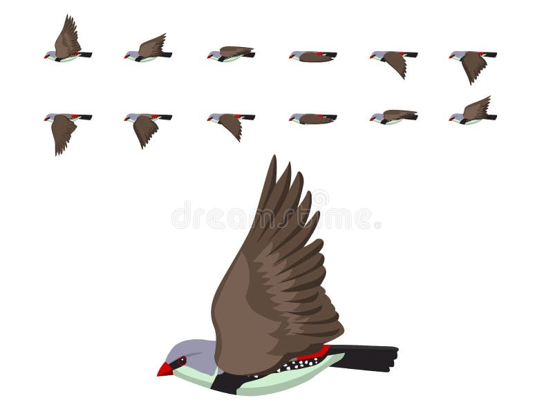 Bird Finch Diamond Firetail Flying Animation Sequence Cartoon Vector ...