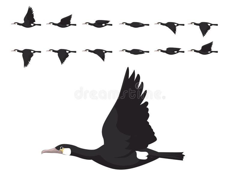 Bird Great Cormorant Flying Animation Sequence Cartoon Vector Stock ...
