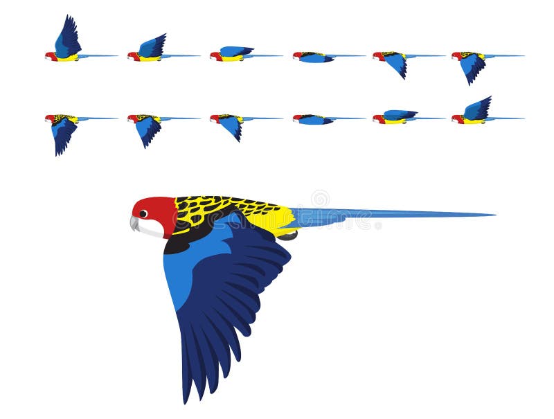 Bird Parrot Eastern Rosella Flying Animation Sequence Cartoon Vector ...