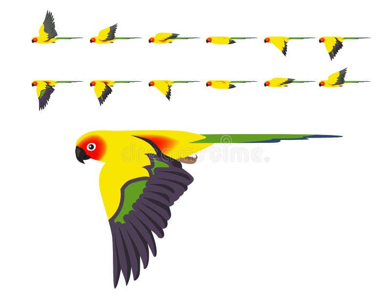 Bird Parrot Sun Conure Parakeet Flying Animation Sequence Cartoon ...