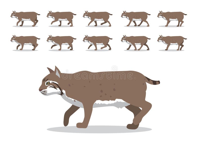 Bobcat Animal Animation Sequence Cartoon Vector Stock Vector ...