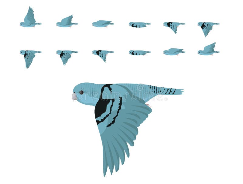 Parakeet Barred Lineolated Parrot Flying Animation Sequence Cartoon ...